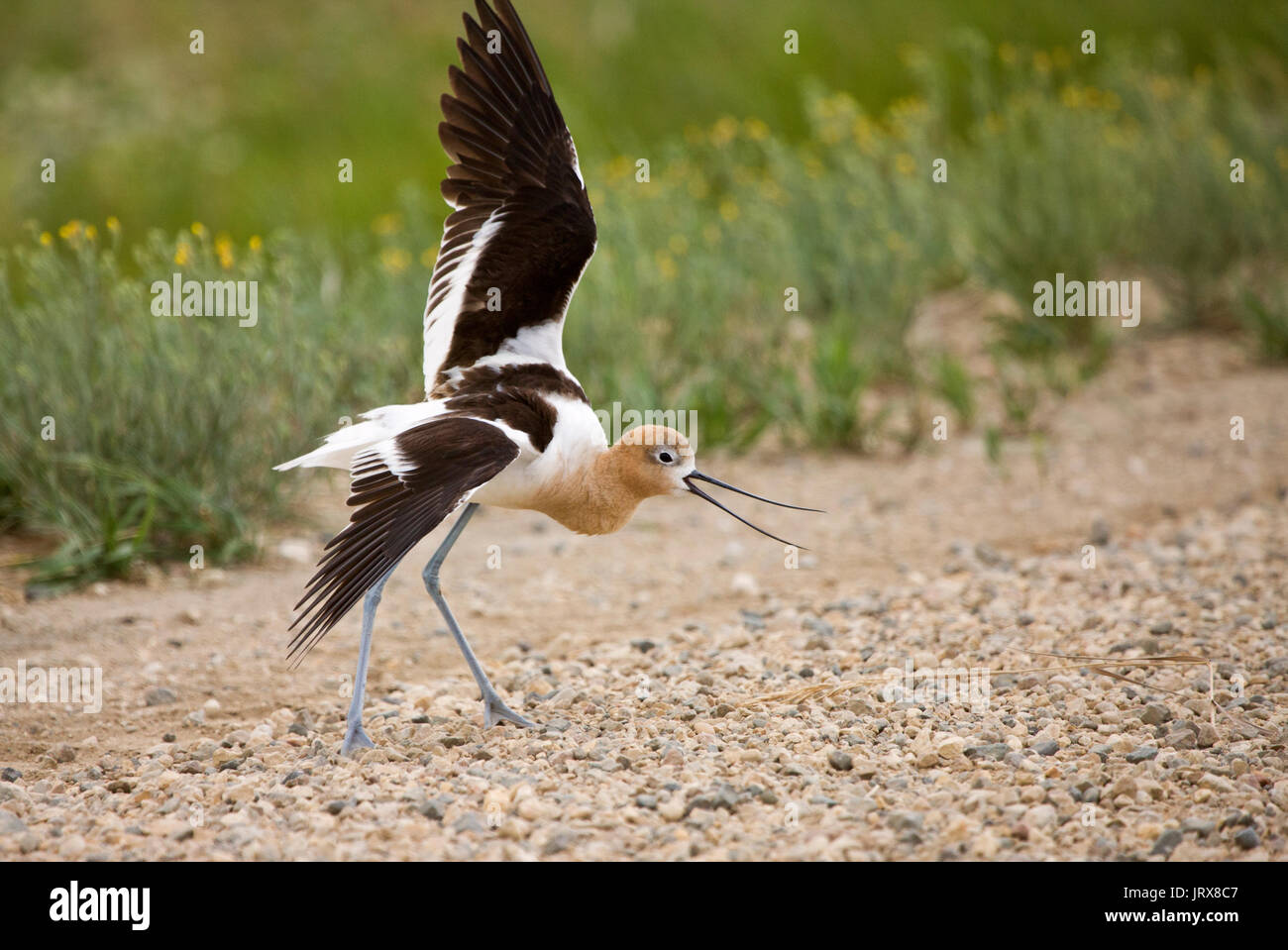 American avocet on white hi-res stock photography and images - Alamy