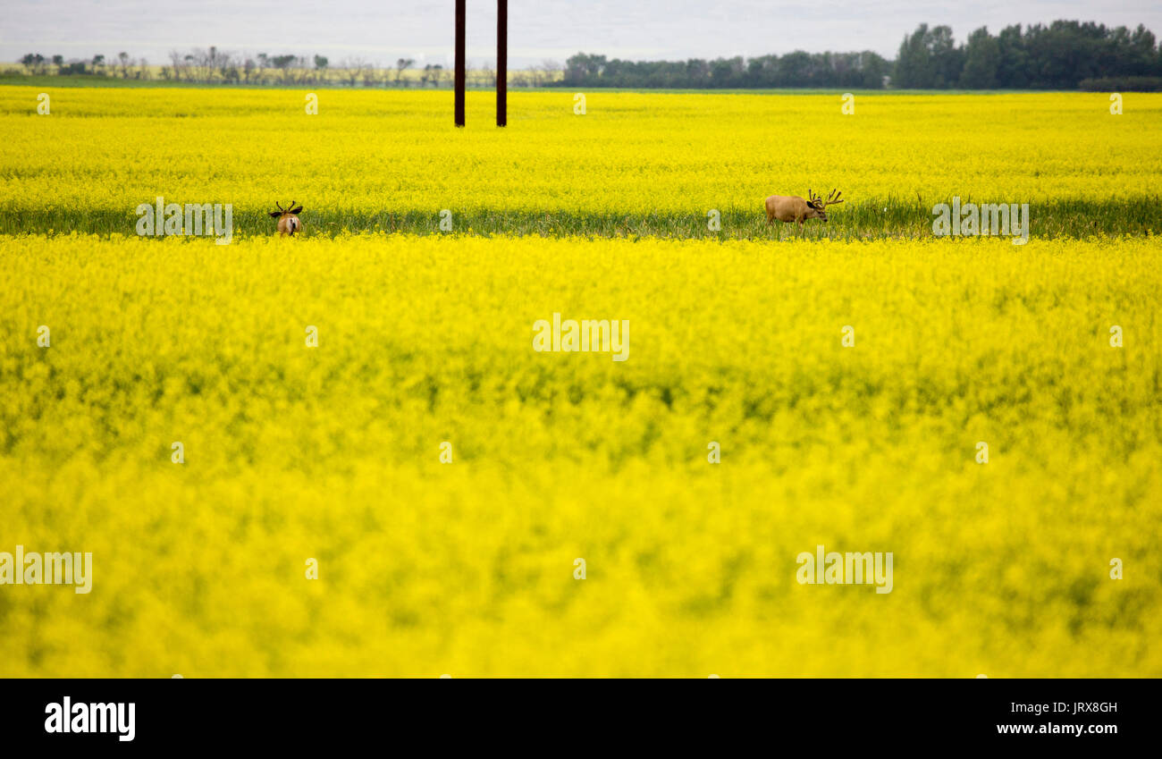 Deer in Canola Field yellow flower crop Stock Photo - Alamy