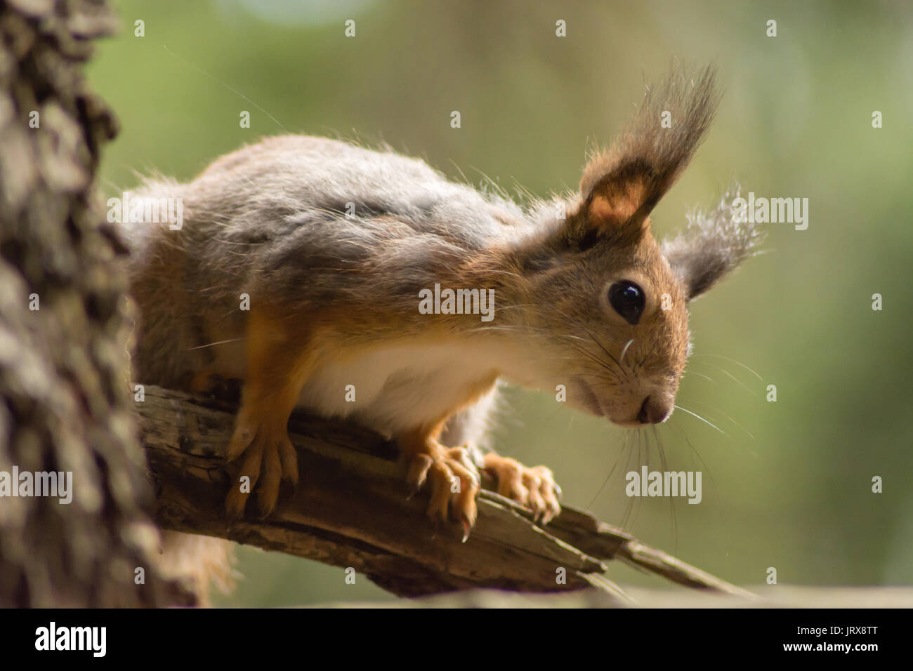 Animal rodent nuts squirrel hi-res stock photography and images - Alamy
