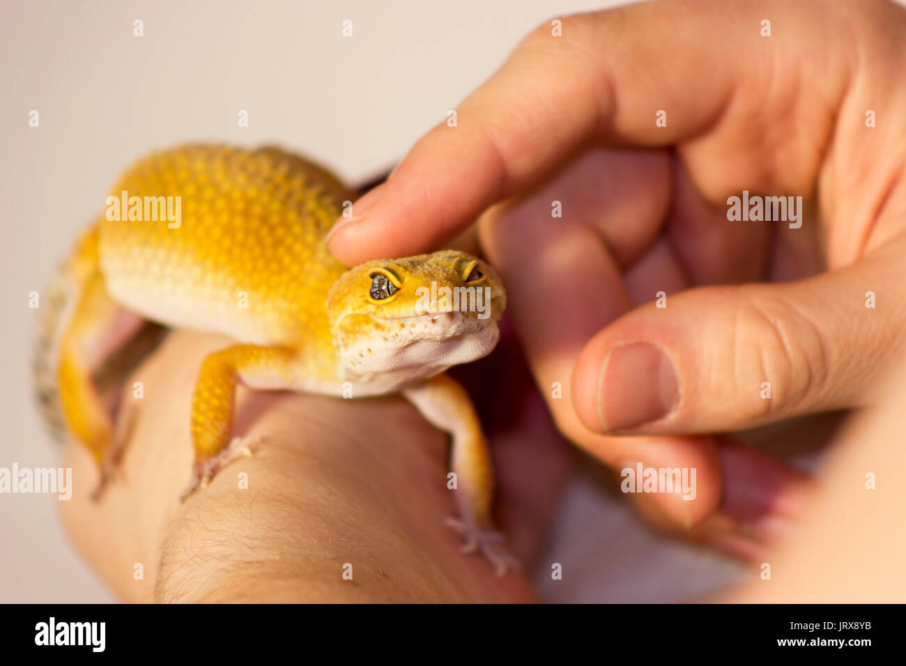 Gecko hands hi-res stock photography and images - Alamy
