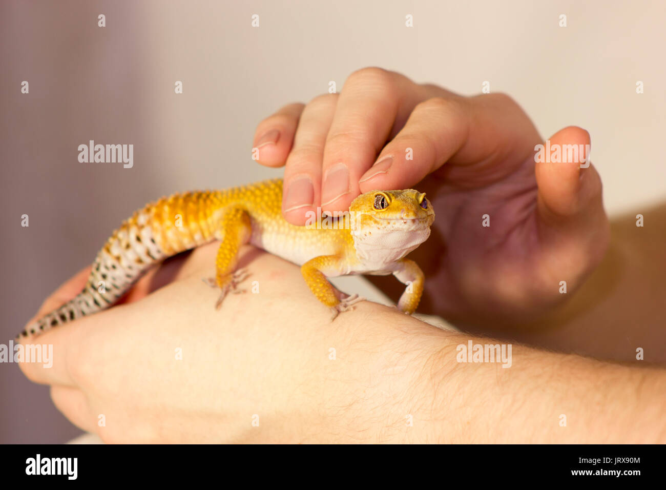Gecko hands hi-res stock photography and images - Alamy