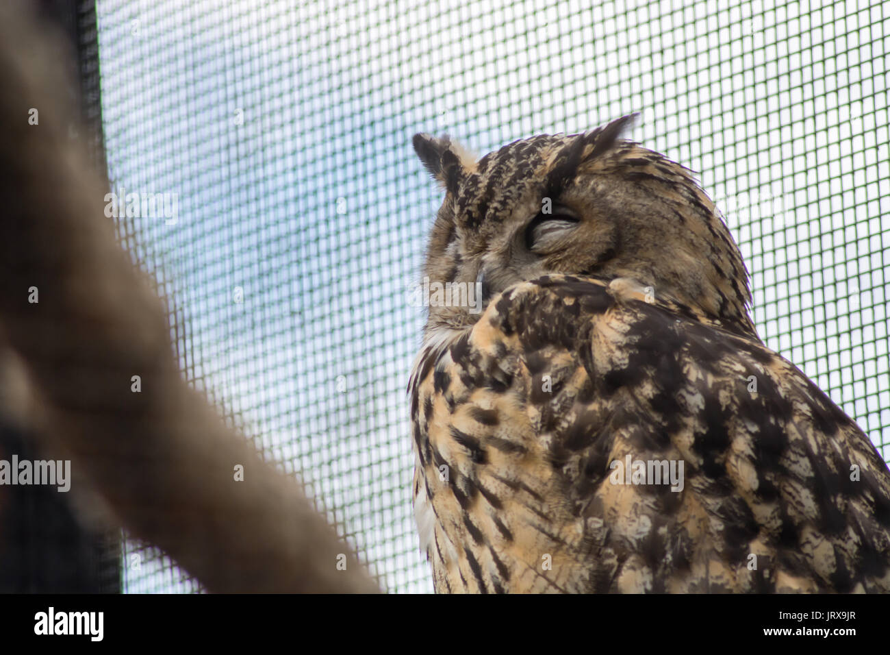Devil owls hi-res stock photography and images - Alamy