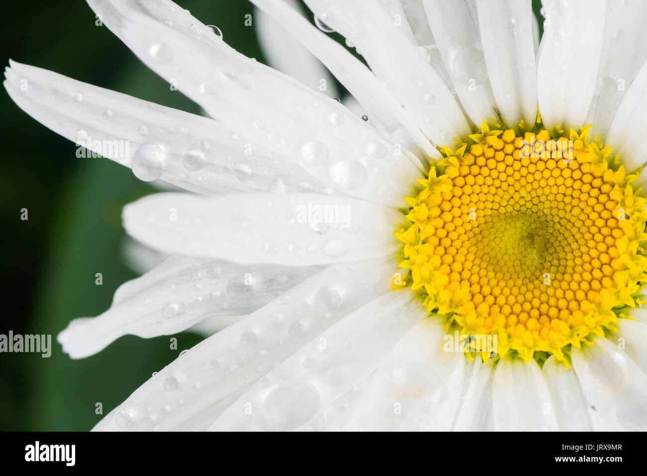 dew on a Daisy in the morning after a rain Stock Photo - Alamy