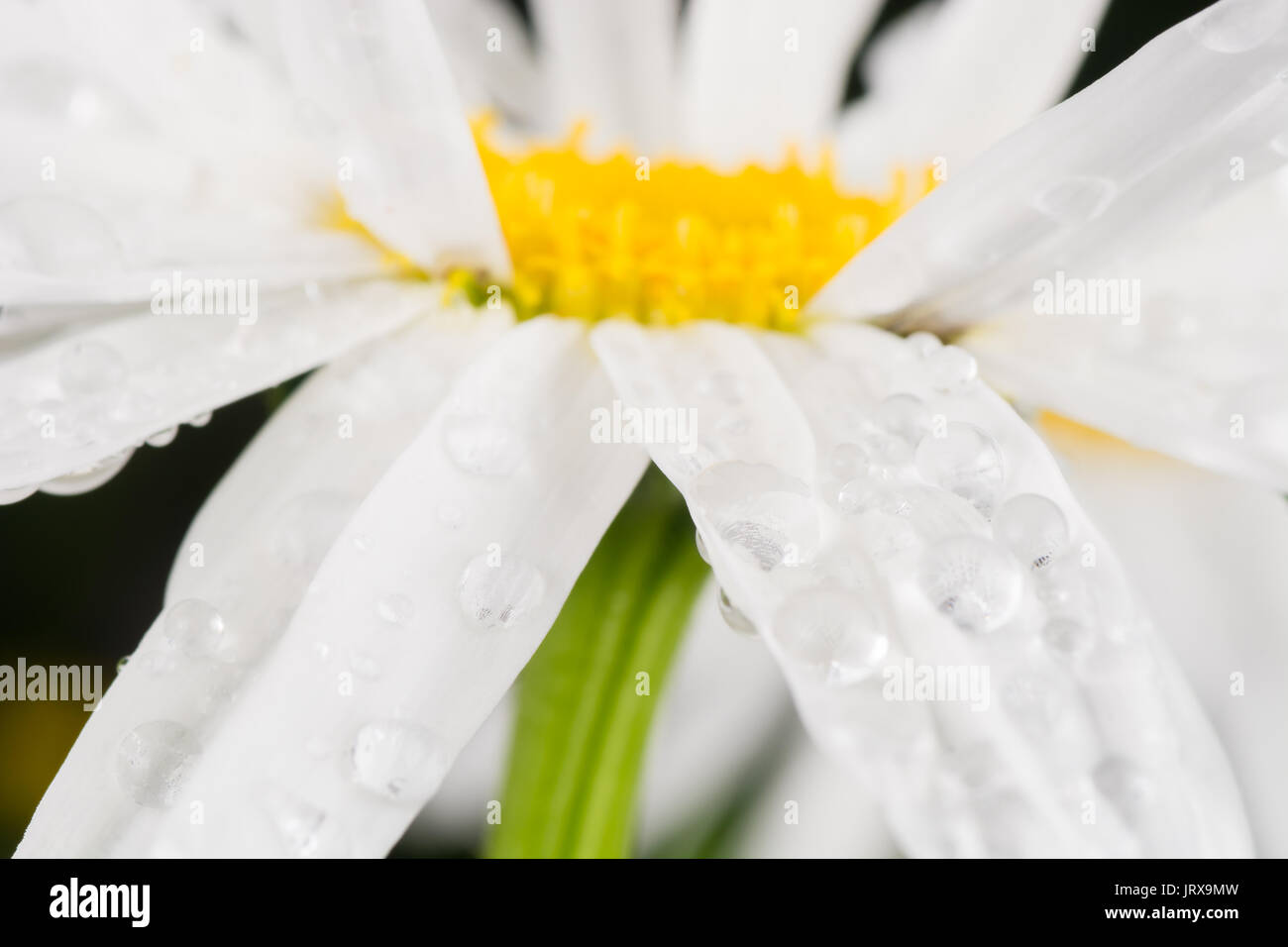 dew on a Daisy in the morning after a rain Stock Photo - Alamy