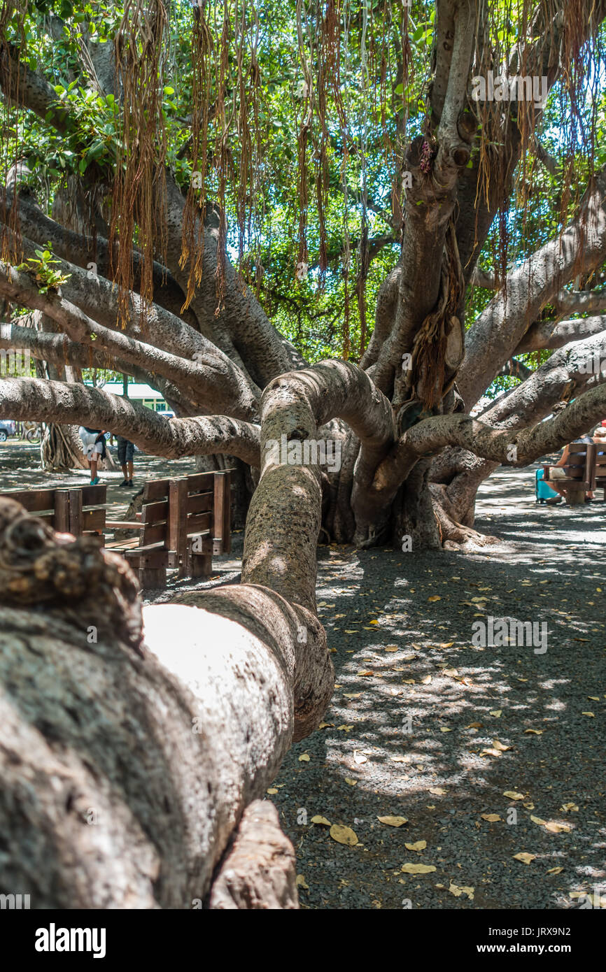 A view of a section of a huge Banyan tree in Lahaina on Maui, Hawaii ...