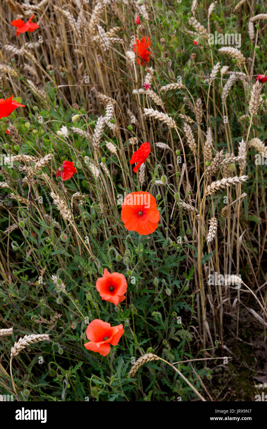 Common British poppy Papaver rhoeas in wheat field Stock Photo - Alamy