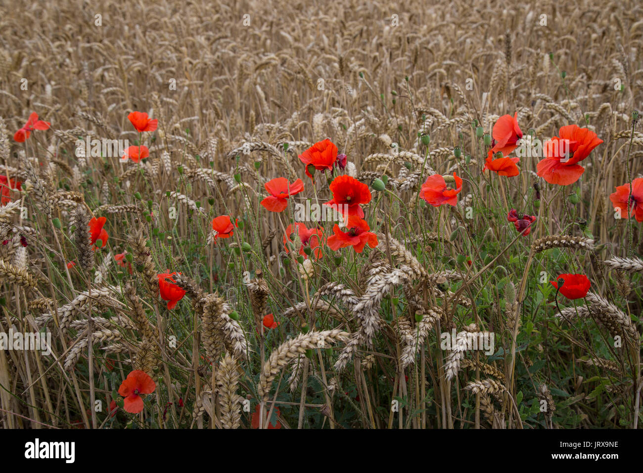 Common British poppy Papaver rhoeas in wheat field Stock Photo ...