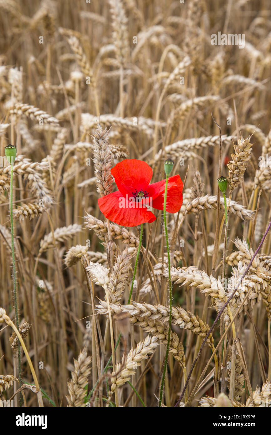 Self set poppies in corn field hi-res stock photography and images - Alamy