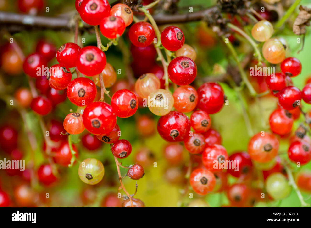 red currants around all summer blooms plant Stock Photo - Alamy