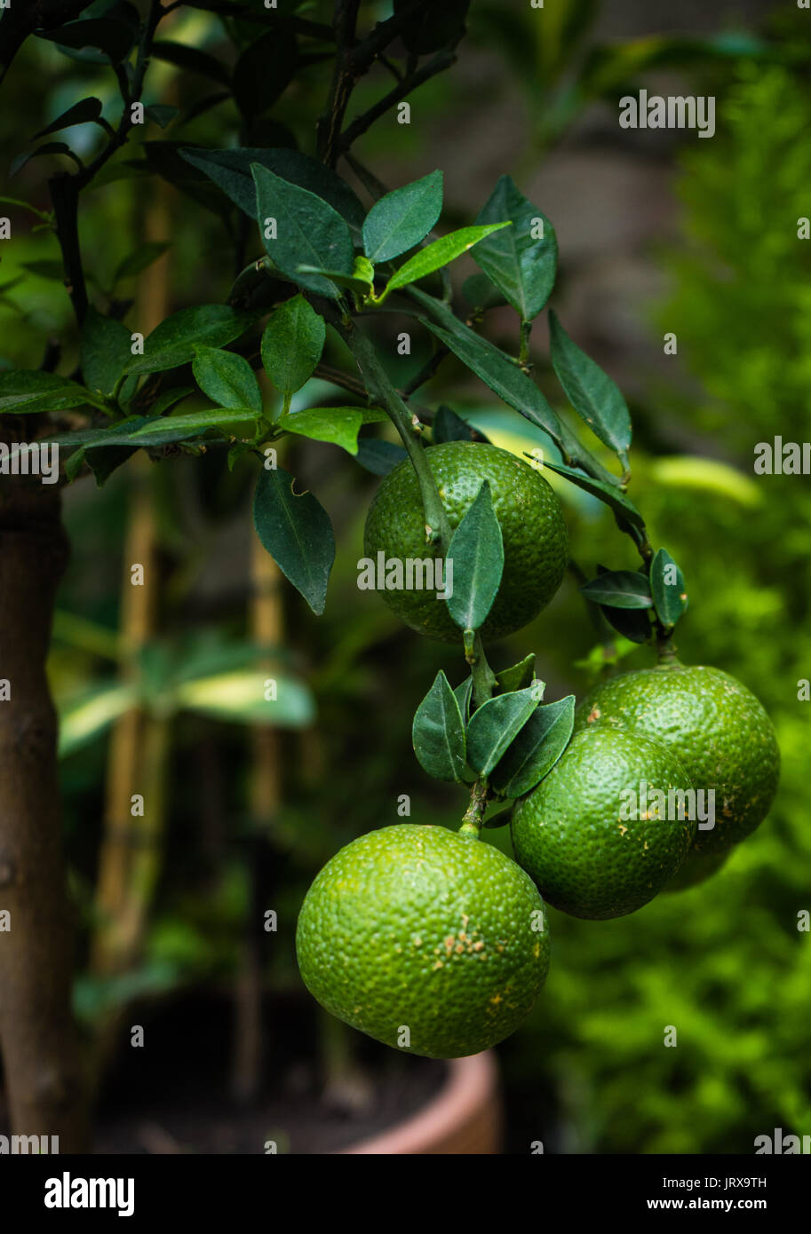 Lime tree pot hi-res stock photography and images - Alamy