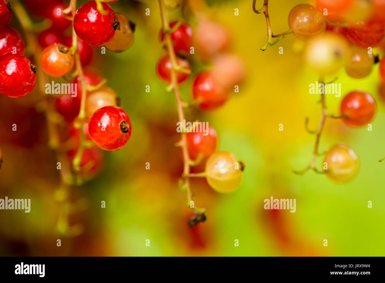 red currants around all summer blooms plant Stock Photo - Alamy