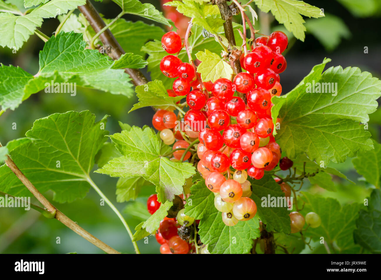 red currants around all summer blooms plant Stock Photo - Alamy