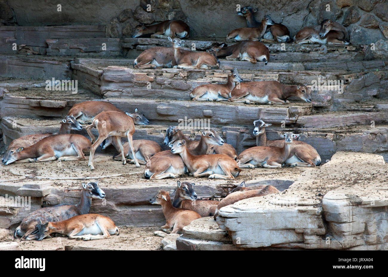 Black face impala hi-res stock photography and images - Alamy
