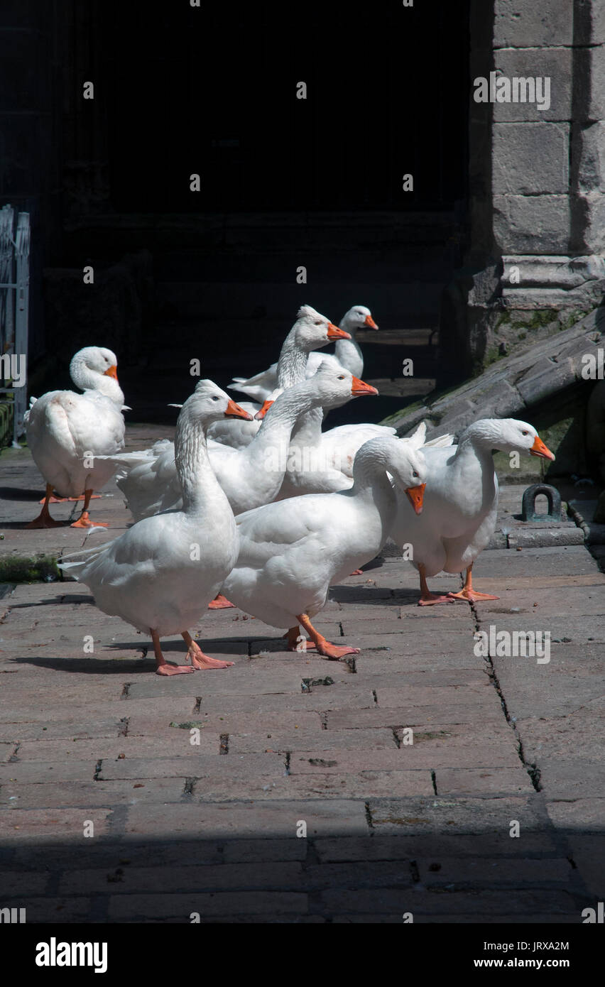 seven of the thirteen geese in the well of the geese Barcelona ...
