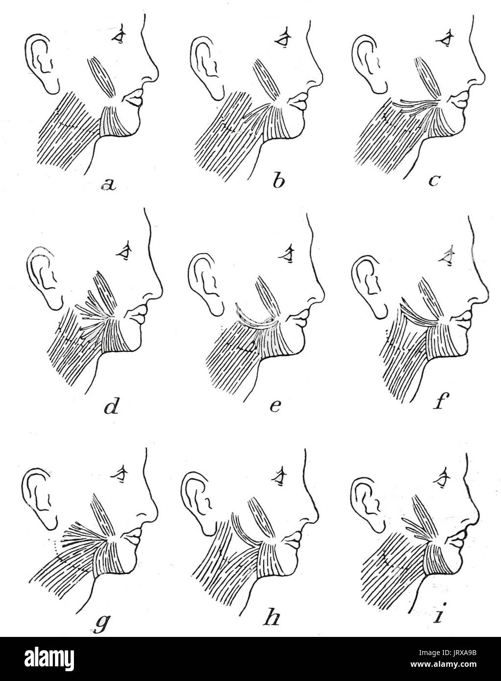 Human Anatomy Chart Muscles High Resolution Stock Photography and ...
