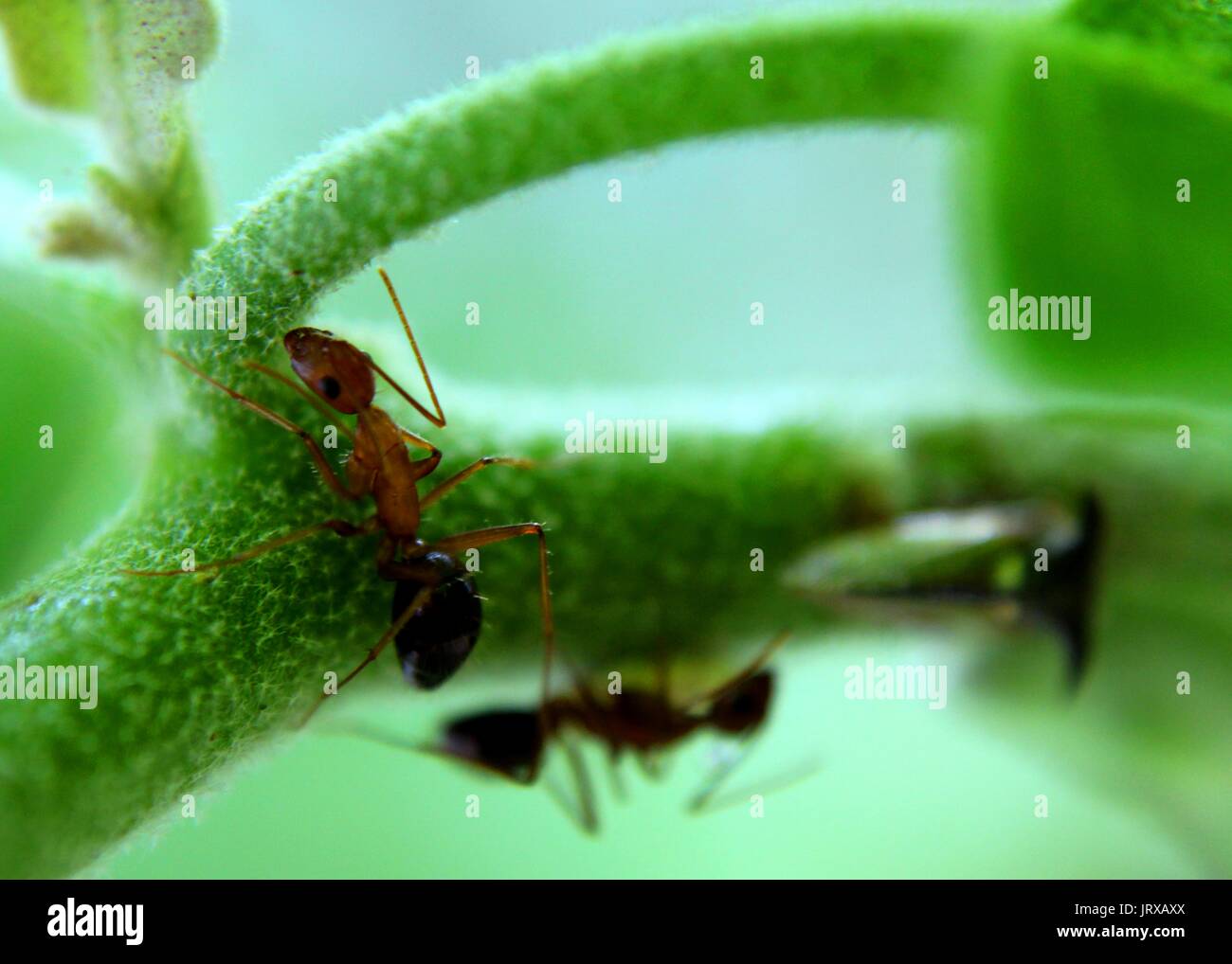 Insects anatomy hi-res stock photography and images - Alamy