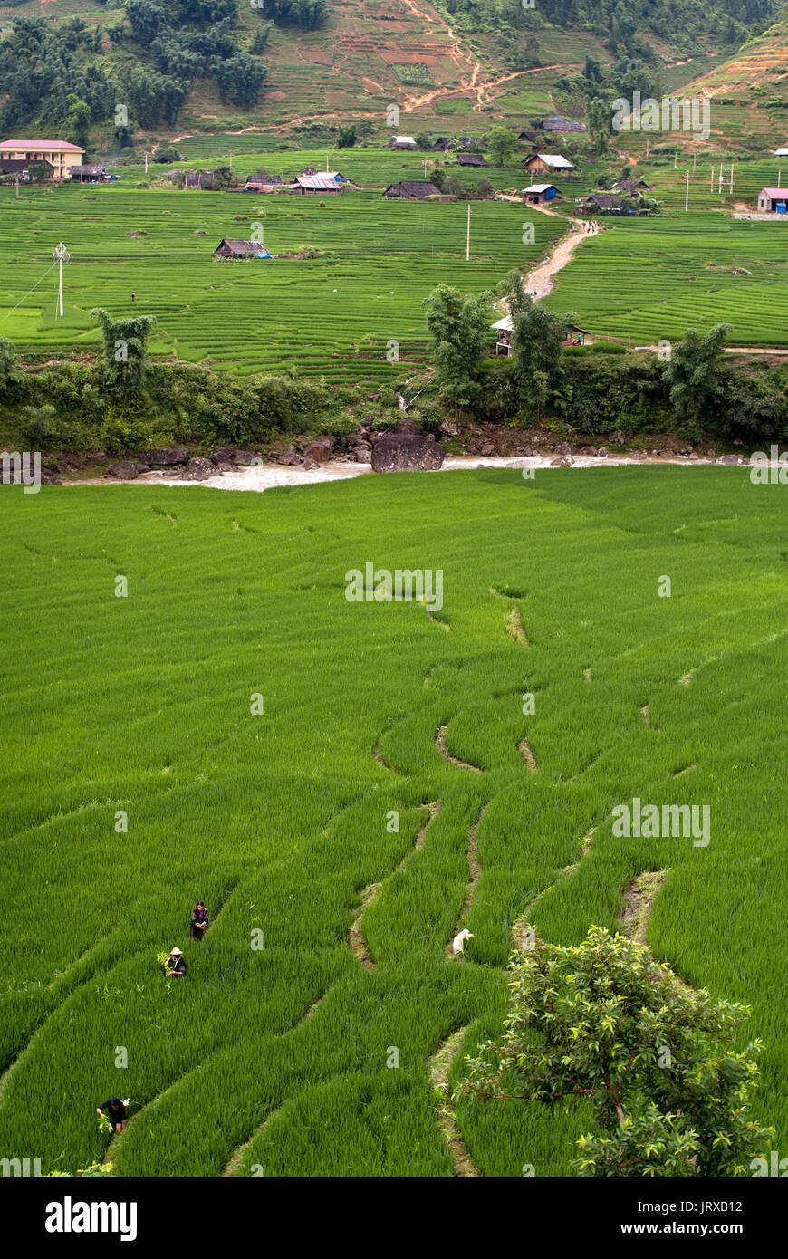 Rice terraces nearby of Lao Chai village. Trekking Sapa to Lao Chai ...