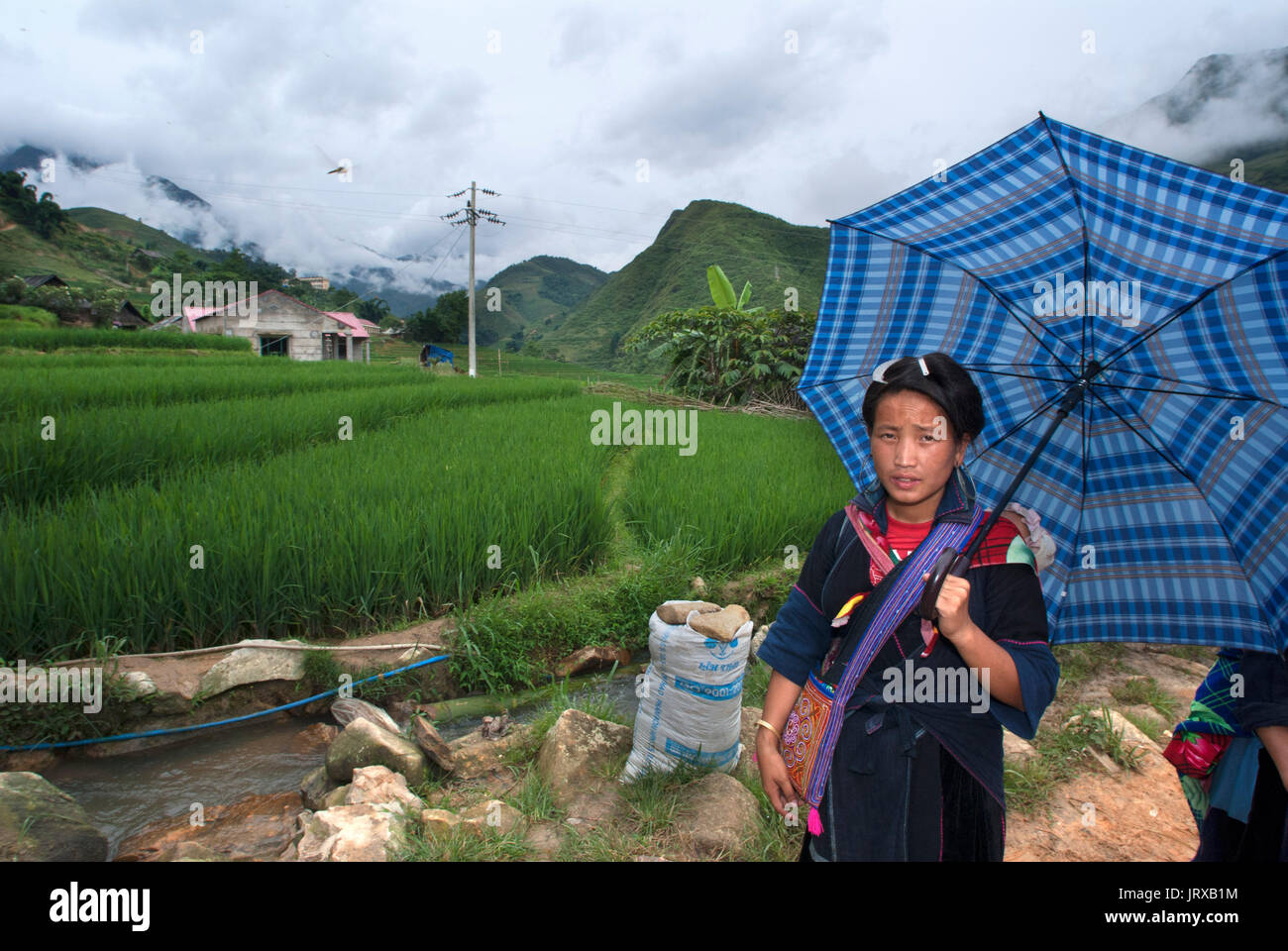 Woman hmong in the Rice terraces nearby of Lao Chai village. Trekking ...