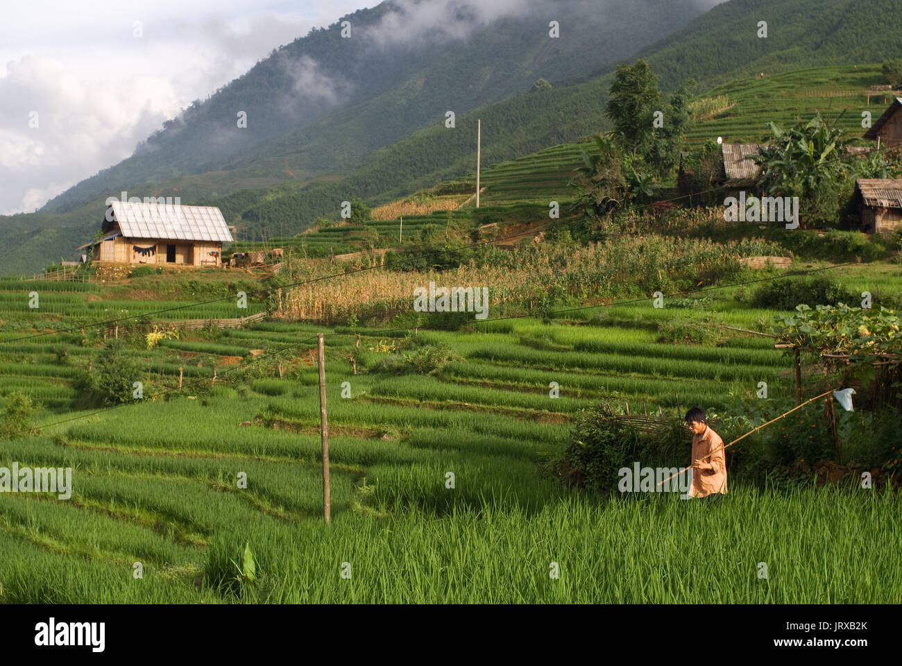 Sunset in the rice terraces nearby of Lao Chai village. Trekking Sapa ...
