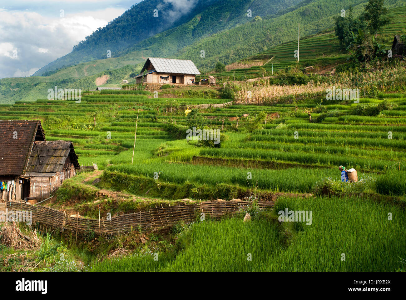 Sunset in the rice terraces nearby of Lao Chai village. Trekking Sapa ...