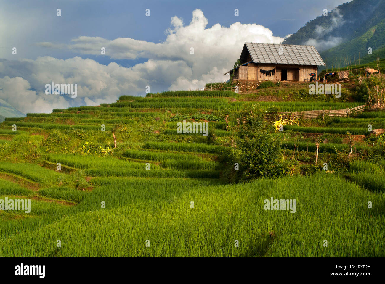 Sunset in the rice terraces nearby of Lao Chai village. Trekking Sapa ...
