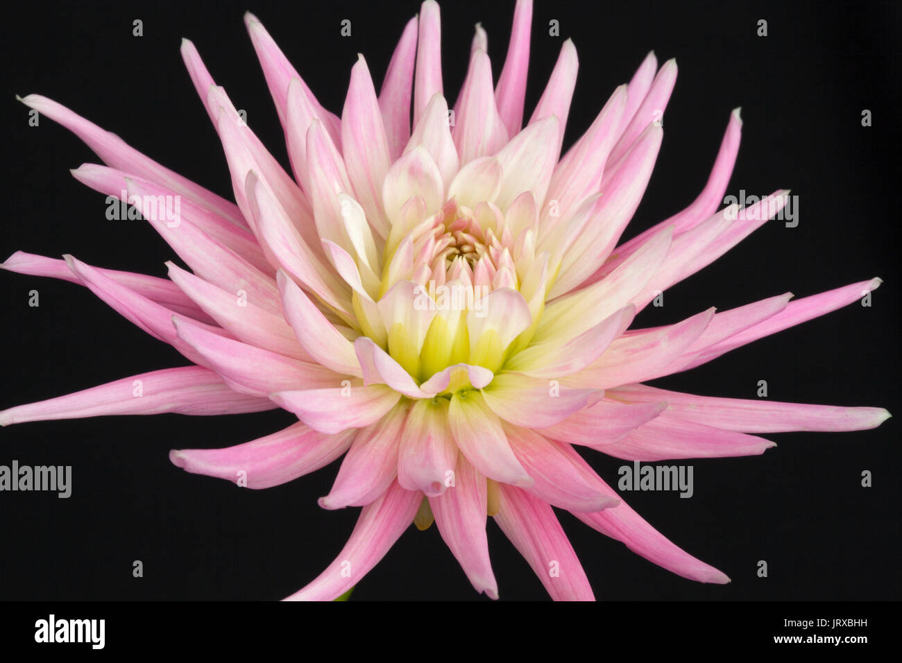 Closeup of a Dahlia 'Pink Princess' Stock Photo - Alamy