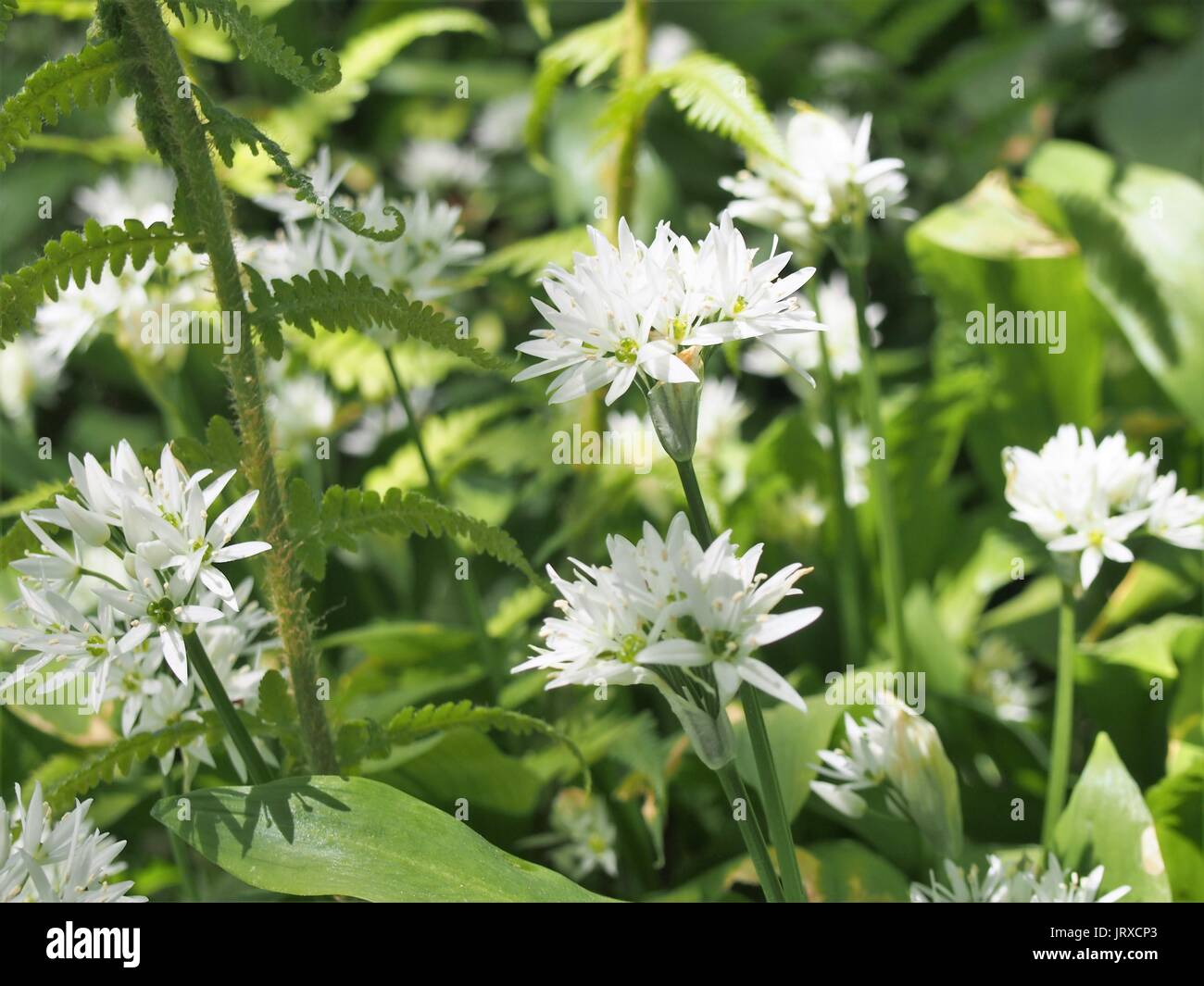Wild Garlic (Ransoms) in flower, Cockermouth, Cumbria, United Kingdom ...