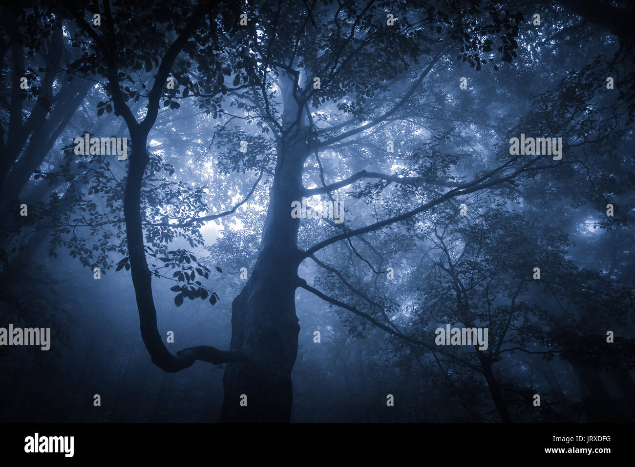 Spooky misty rainy forest, located in Transylvania, Romania, Halloween ...