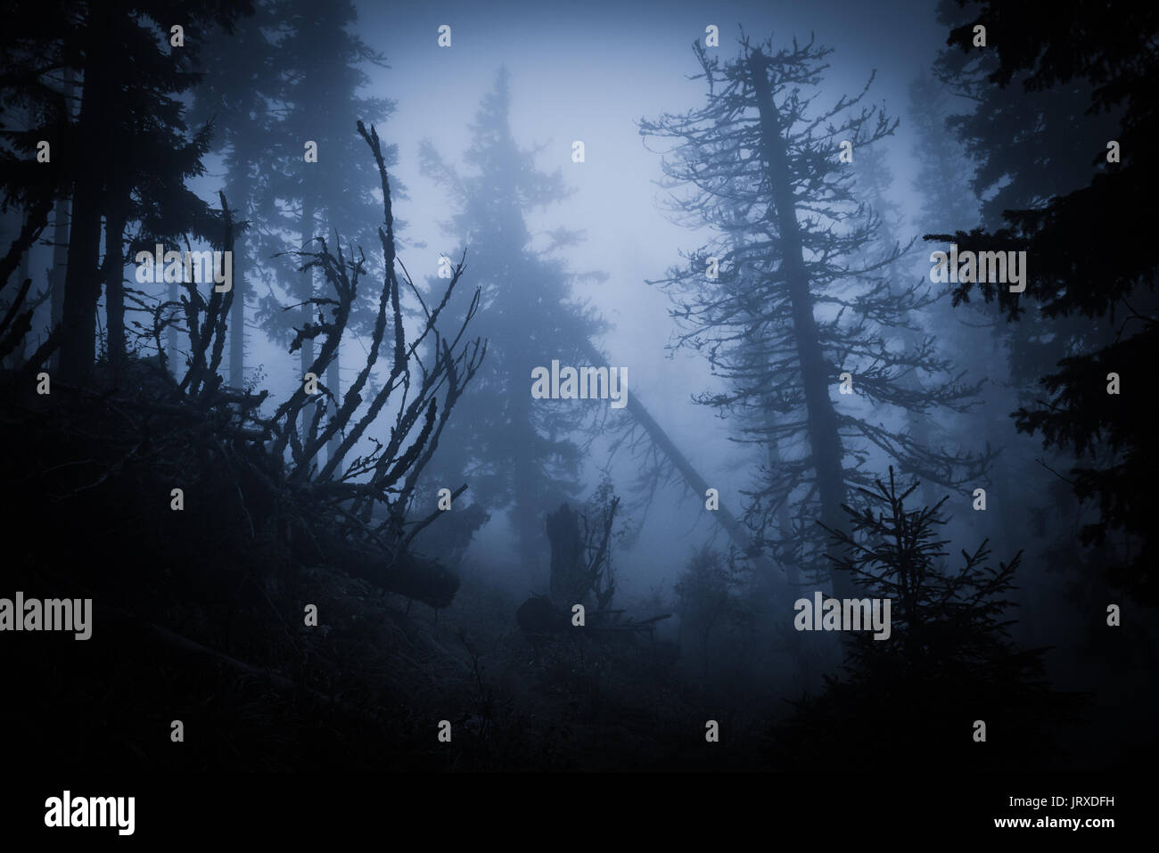 Spooky misty rainy forest, located in Transylvania, Romania, Halloween ...