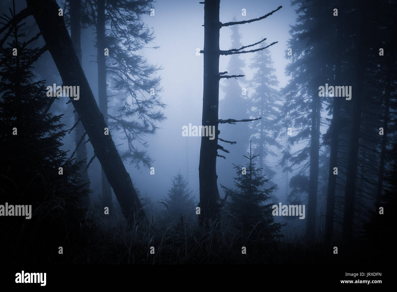 Spooky misty rainy forest, located in Transylvania, Romania, Halloween ...