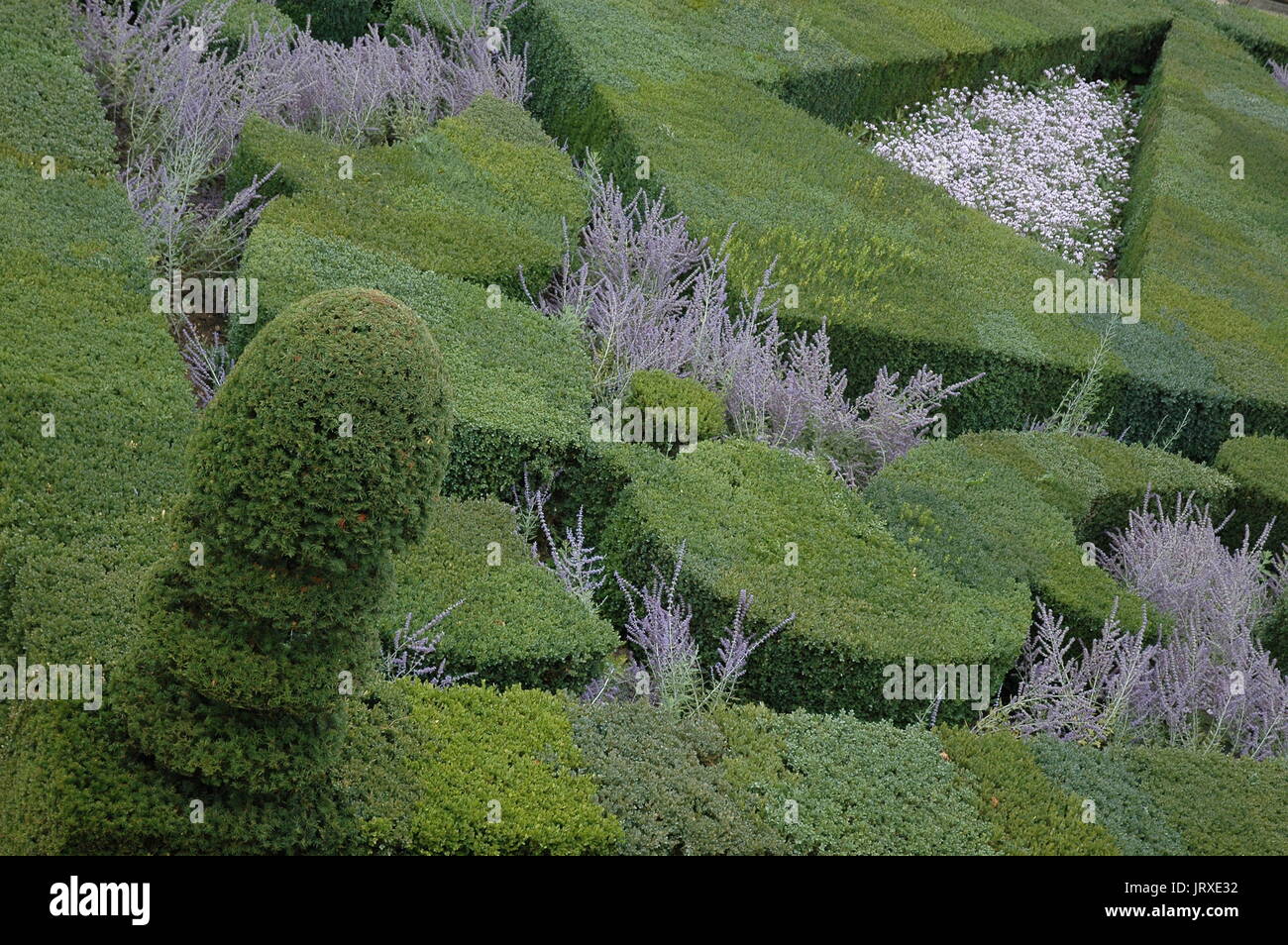 formal garden with box hedges and lavender Stock Photo - Alamy