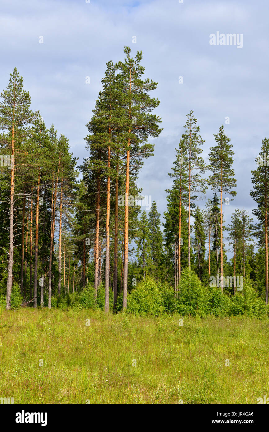 Summer landscape. Northern Forest Stock Photo - Alamy