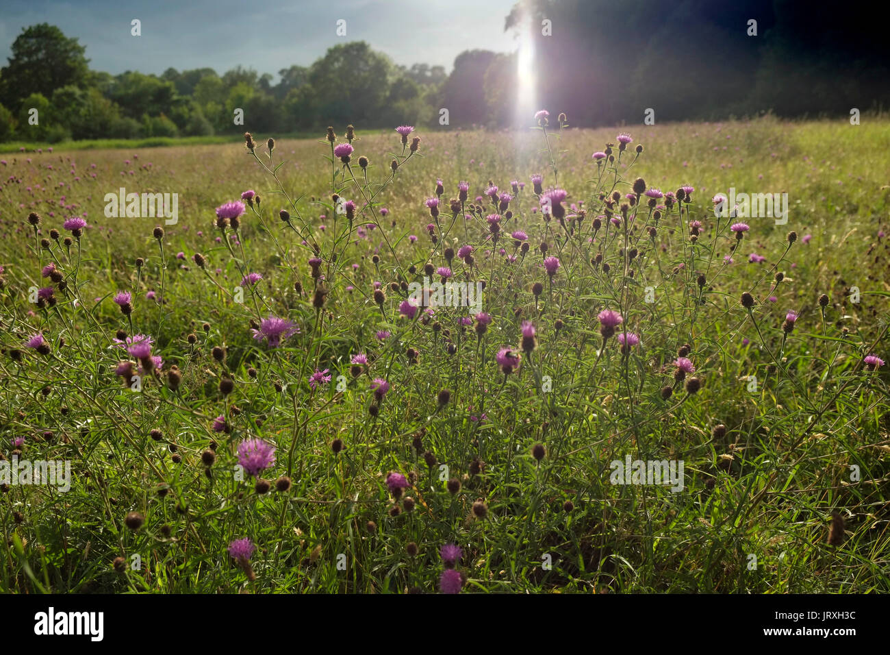 Meadow weed hi-res stock photography and images - Alamy