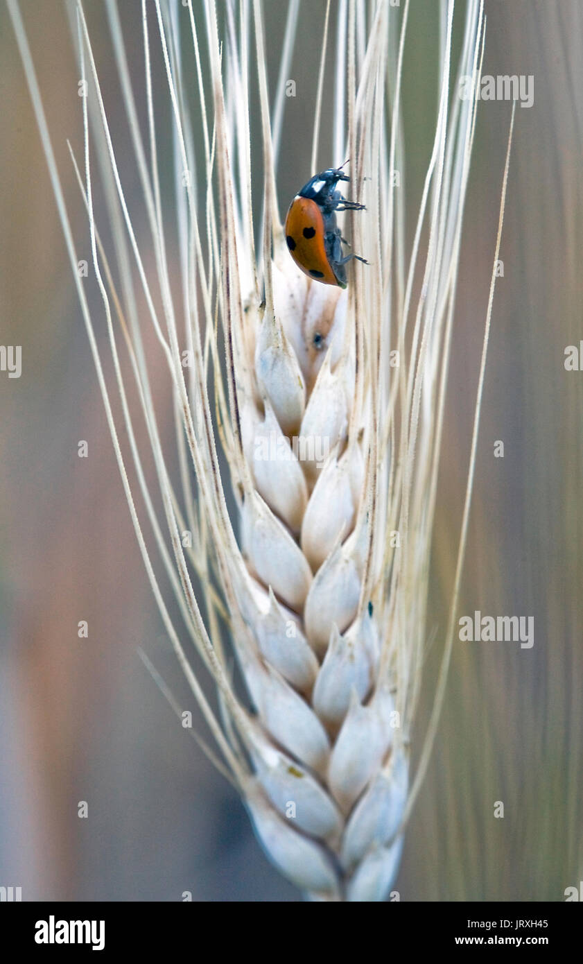 macro of ear with ladybug Stock Photo - Alamy