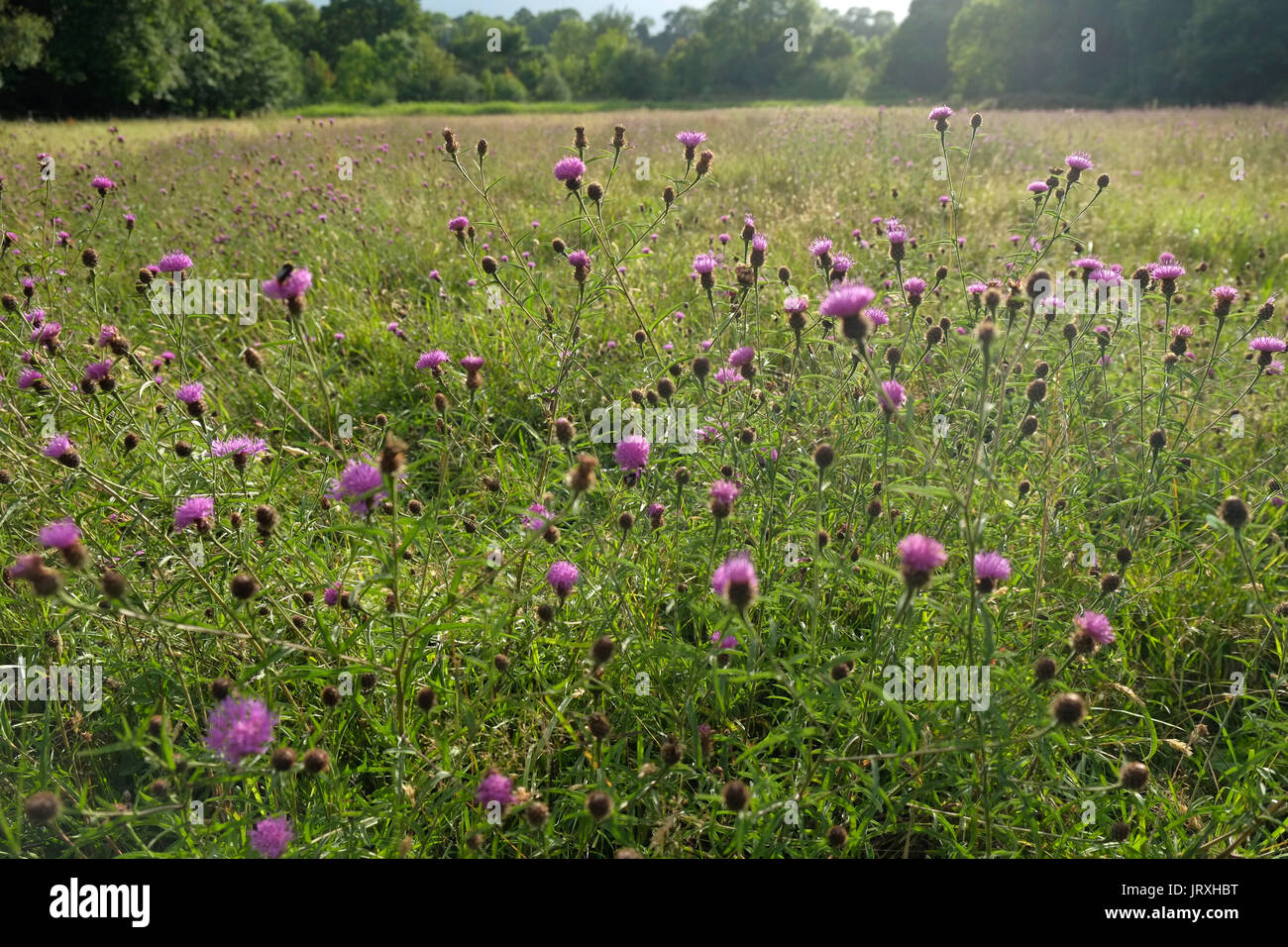 Meadow weed hi-res stock photography and images - Alamy