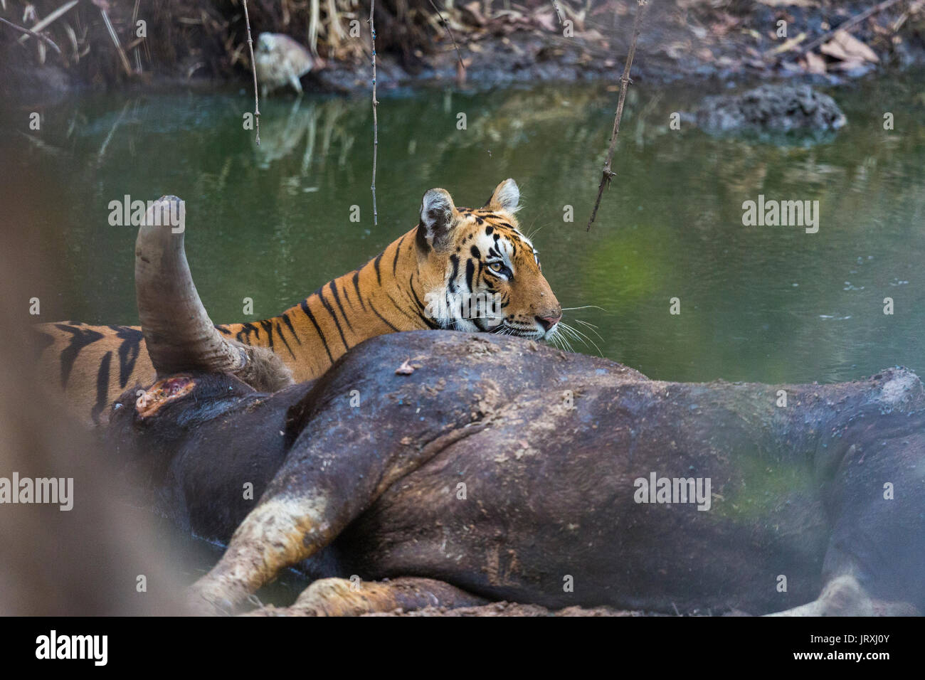 Tiger kill hi-res stock photography and images - Alamy