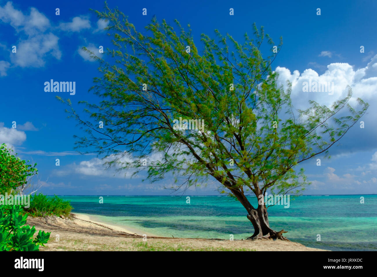 Tropical caribbean tree hi-res stock photography and images - Alamy