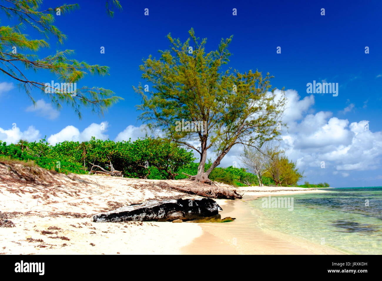 Laying tree trunk on one of West Bay's beaches in the Caribbean, Grand ...
