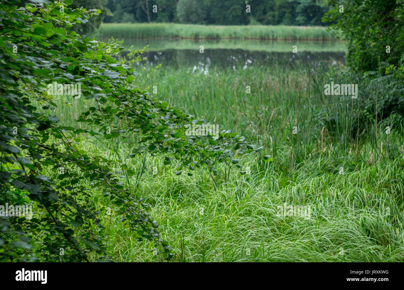 Pond around the moated castle Bagieniec lower Silesia Poland Stock ...