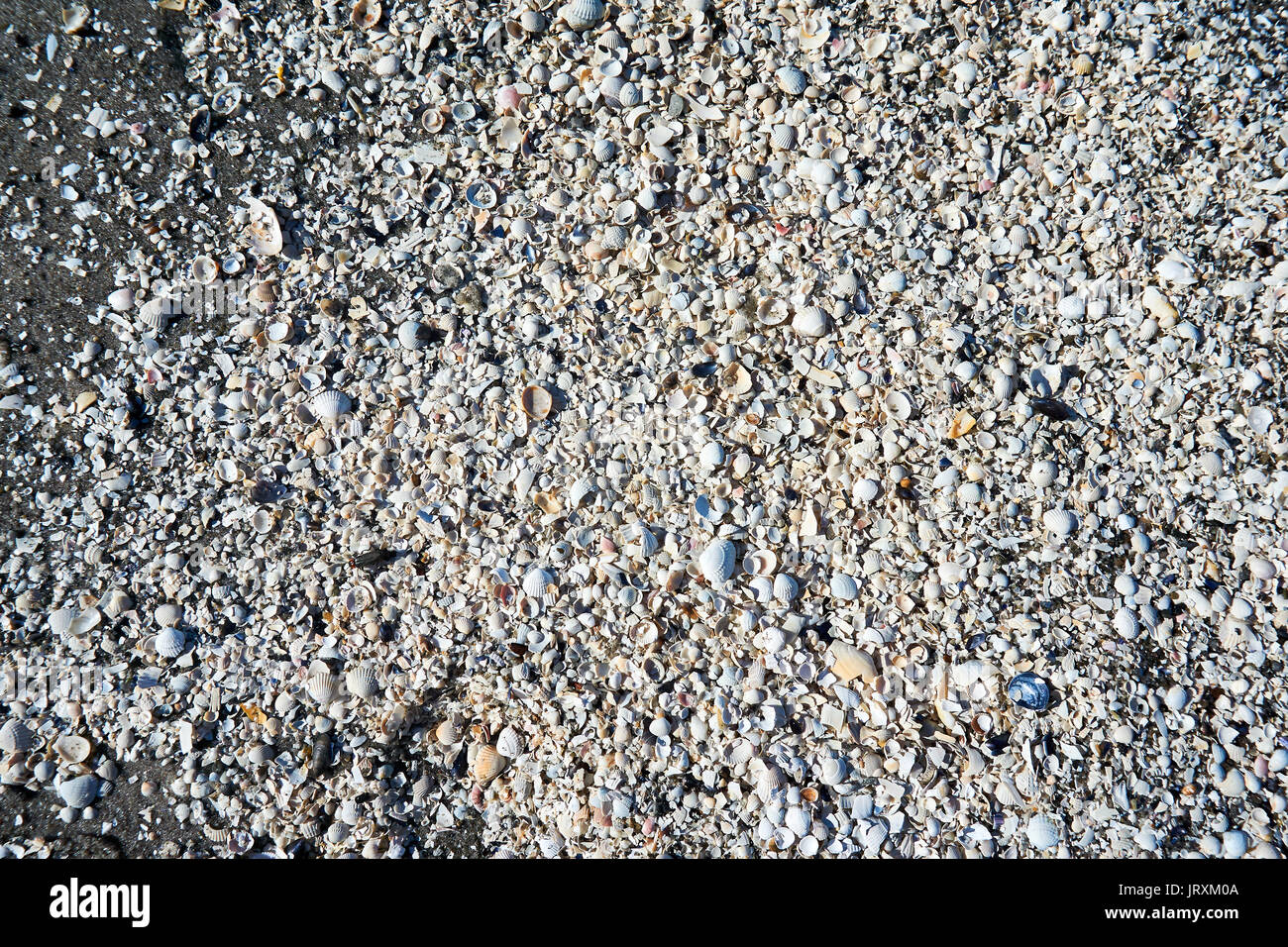 group of white sea shells on beach Stock Photo - Alamy