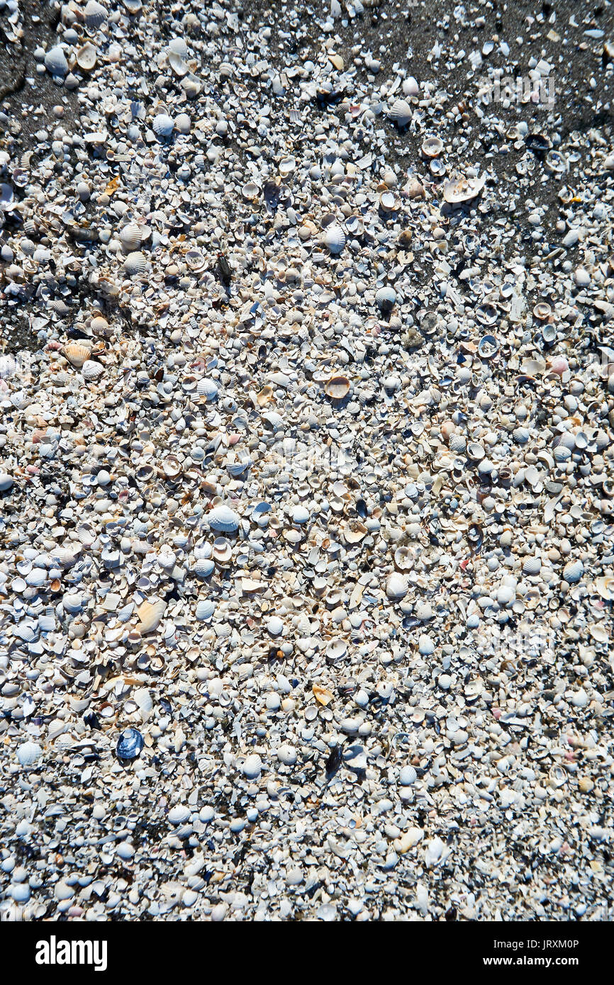 group of white sea shells on beach Stock Photo - Alamy
