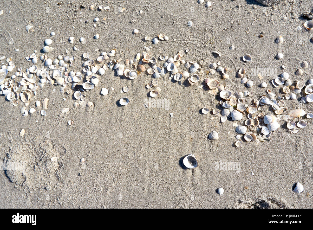 group of white sea shells on beach Stock Photo - Alamy