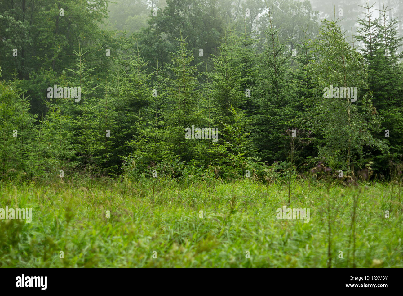 Misty mounts hi-res stock photography and images - Alamy