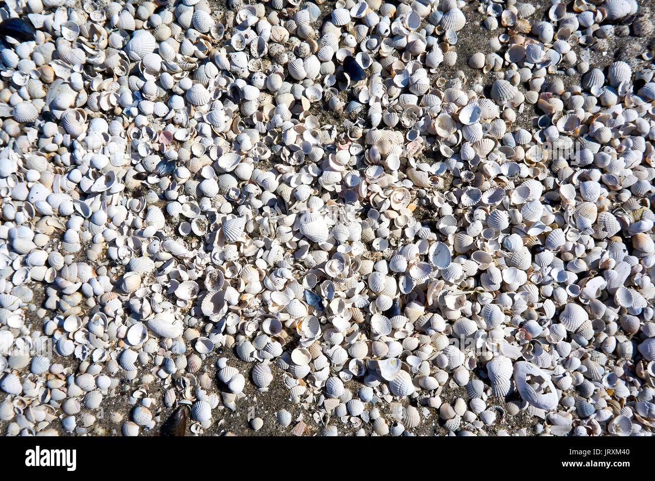 group of white sea shells on beach Stock Photo - Alamy