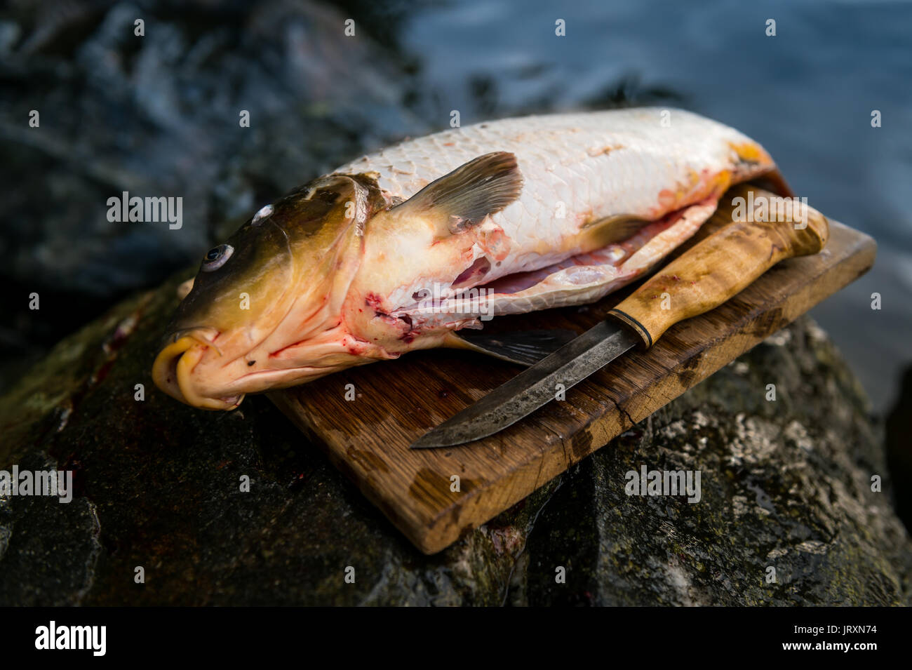 Skinning fish hi-res stock photography and images - Alamy