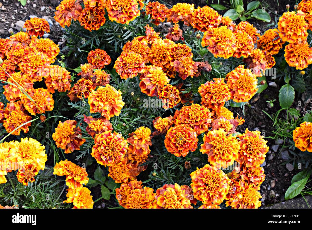 Orange color flower hi-res stock photography and images - Alamy