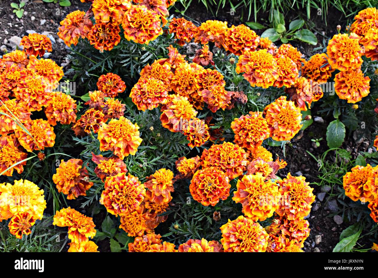Orange color flower hi-res stock photography and images - Alamy