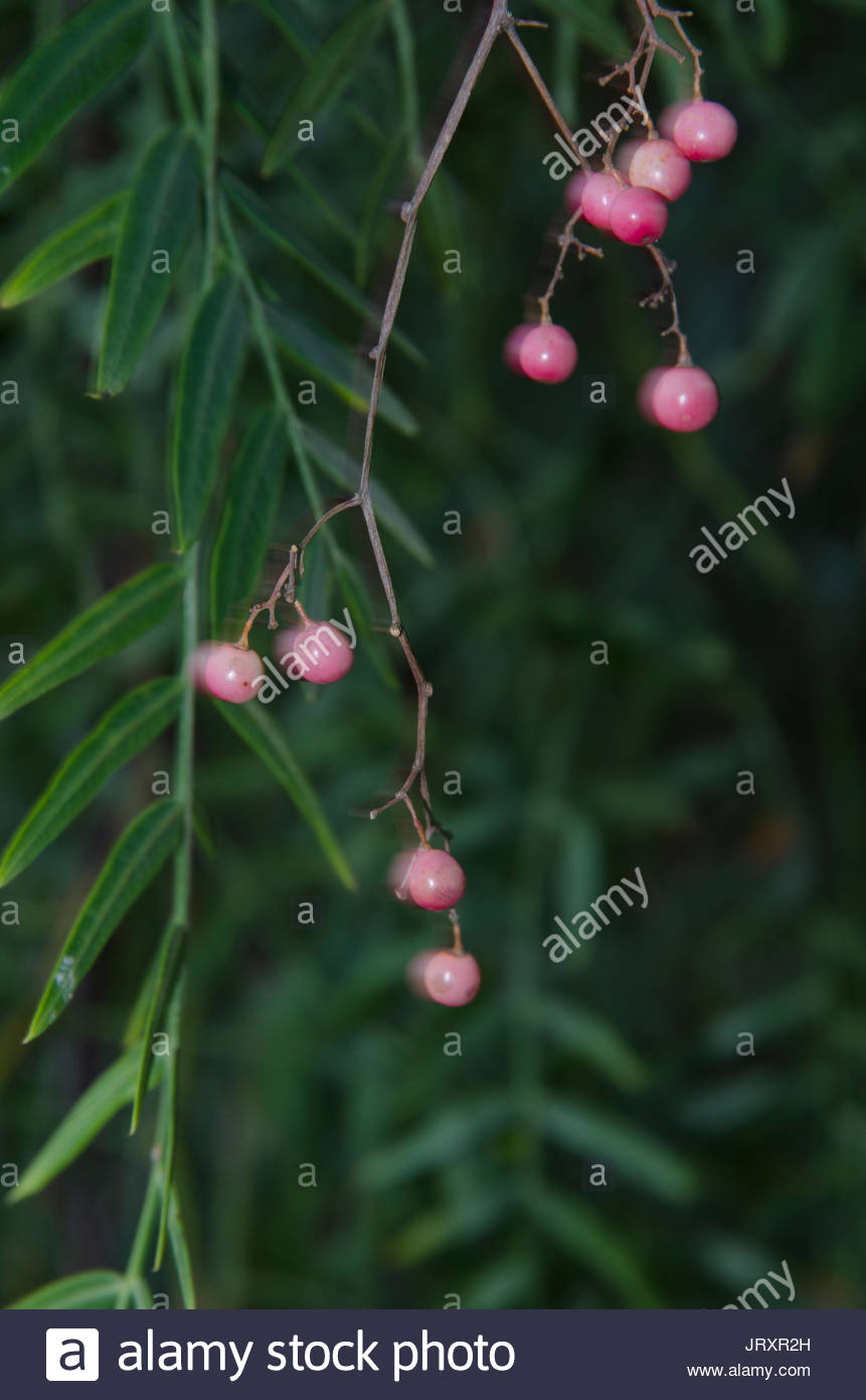 Pirul High Resolution Stock Photography and Images - Alamy