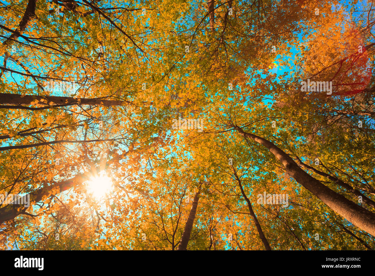Orange and yellow canopy hi-res stock photography and images - Alamy