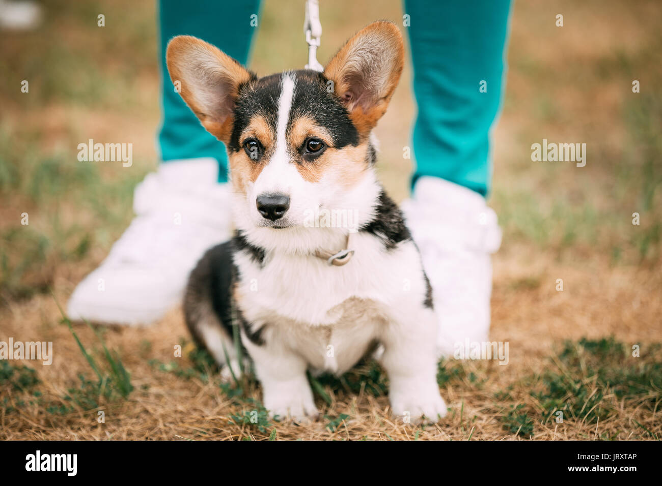 Puppy Welsh Corgi dog sitting at feet of owner. The Welsh corgi is a ...
